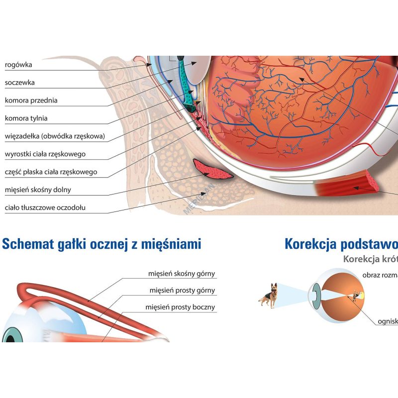 Budowa oka - ścienna plansza dydaktyczna Wymiary 160 x 120